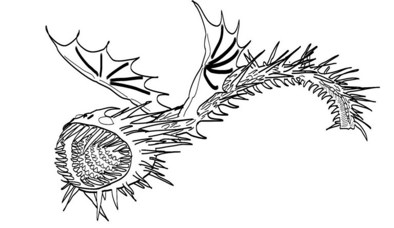 How to Train Your Dragon Coloring Pages - 100 Free Coloring pages