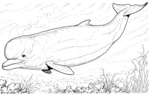 Kostenlose Ausmalbilder Unterwasserwelt — Meerestiere für Kinder