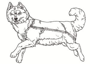 Husky Coloring Pages. Print for Free | WONDER DAY — Coloring pages for ...
