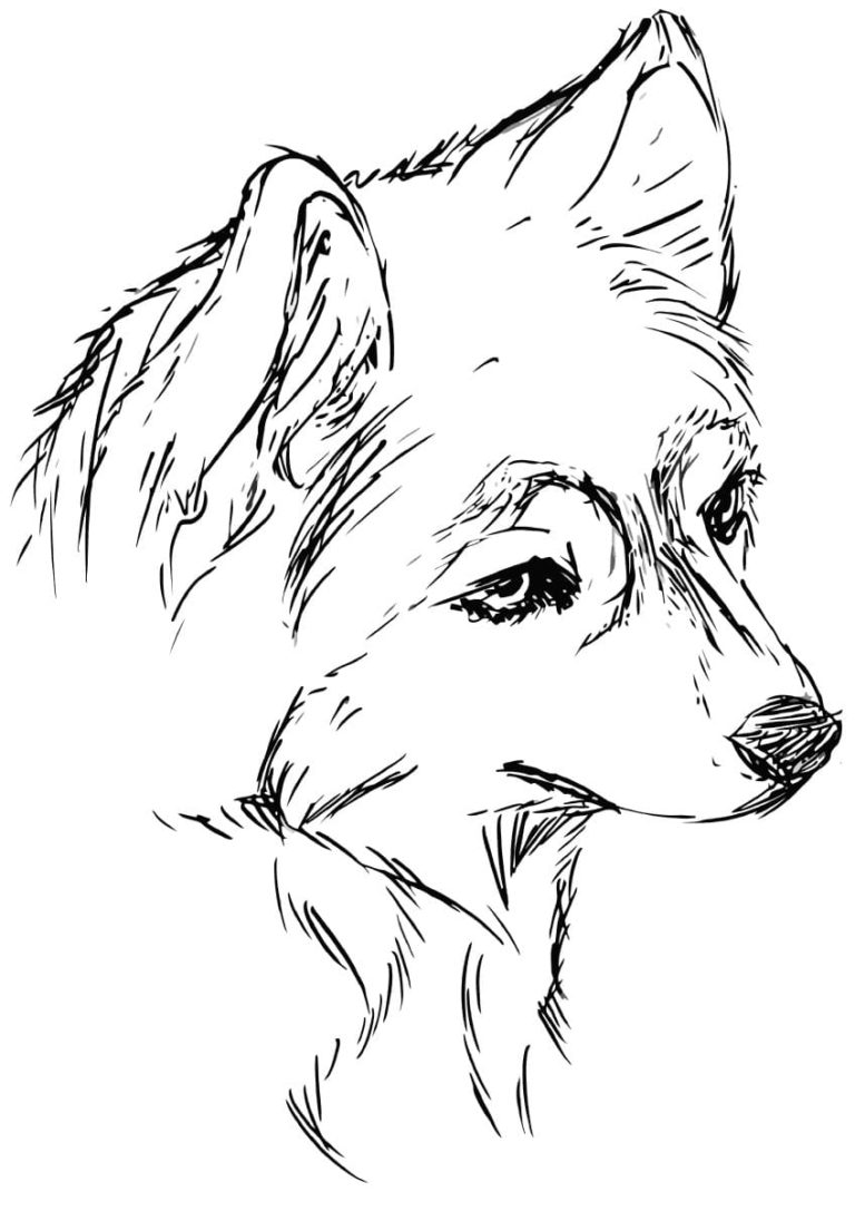 Husky Coloring Pages. Print for Free | WONDER DAY — Coloring pages for ...