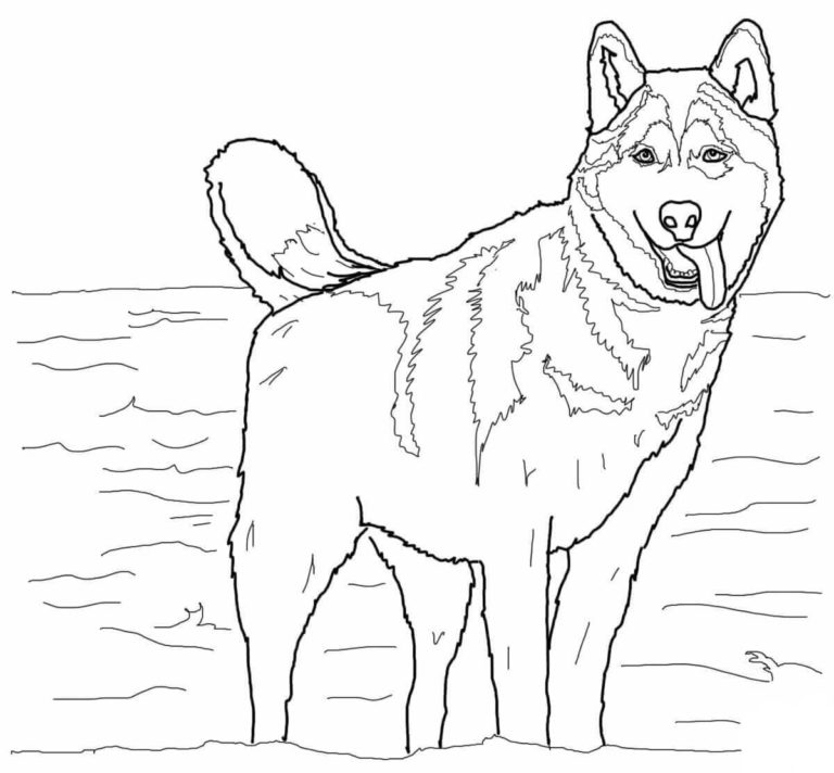 Husky Coloring Pages. Print for Free | WONDER DAY — Coloring pages for ...