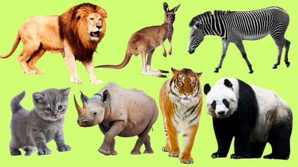 Dibujos de Animales para colorear | Impresión para niños