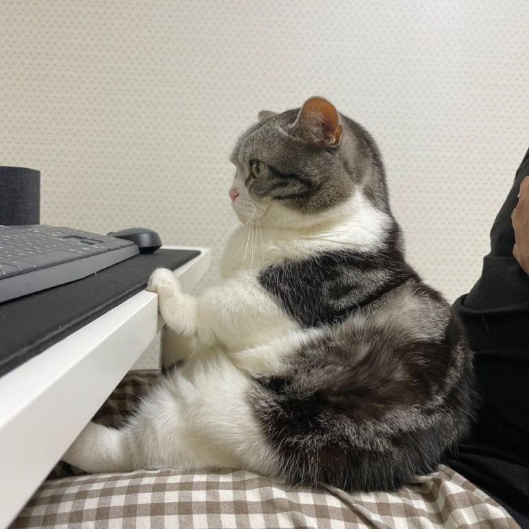 Immagini di gatti divertenti | Wonder-Day.com