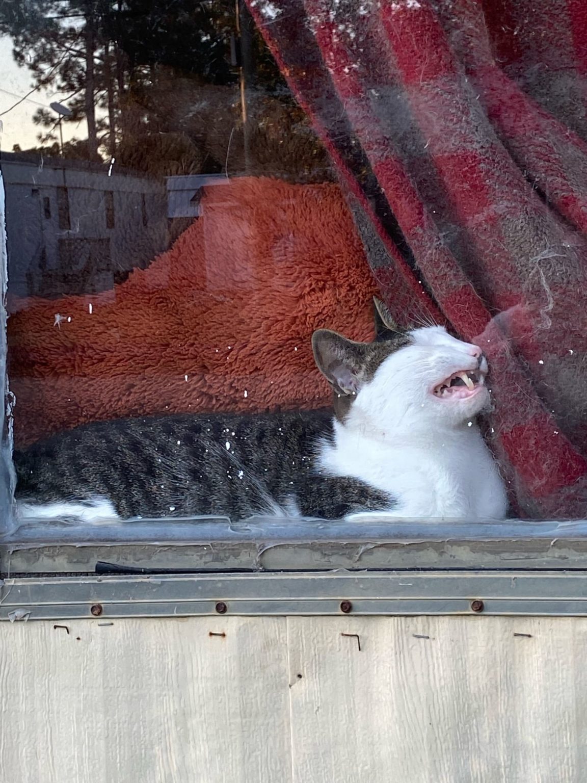 Fotos graciosas de gatos | Wonder-day.com