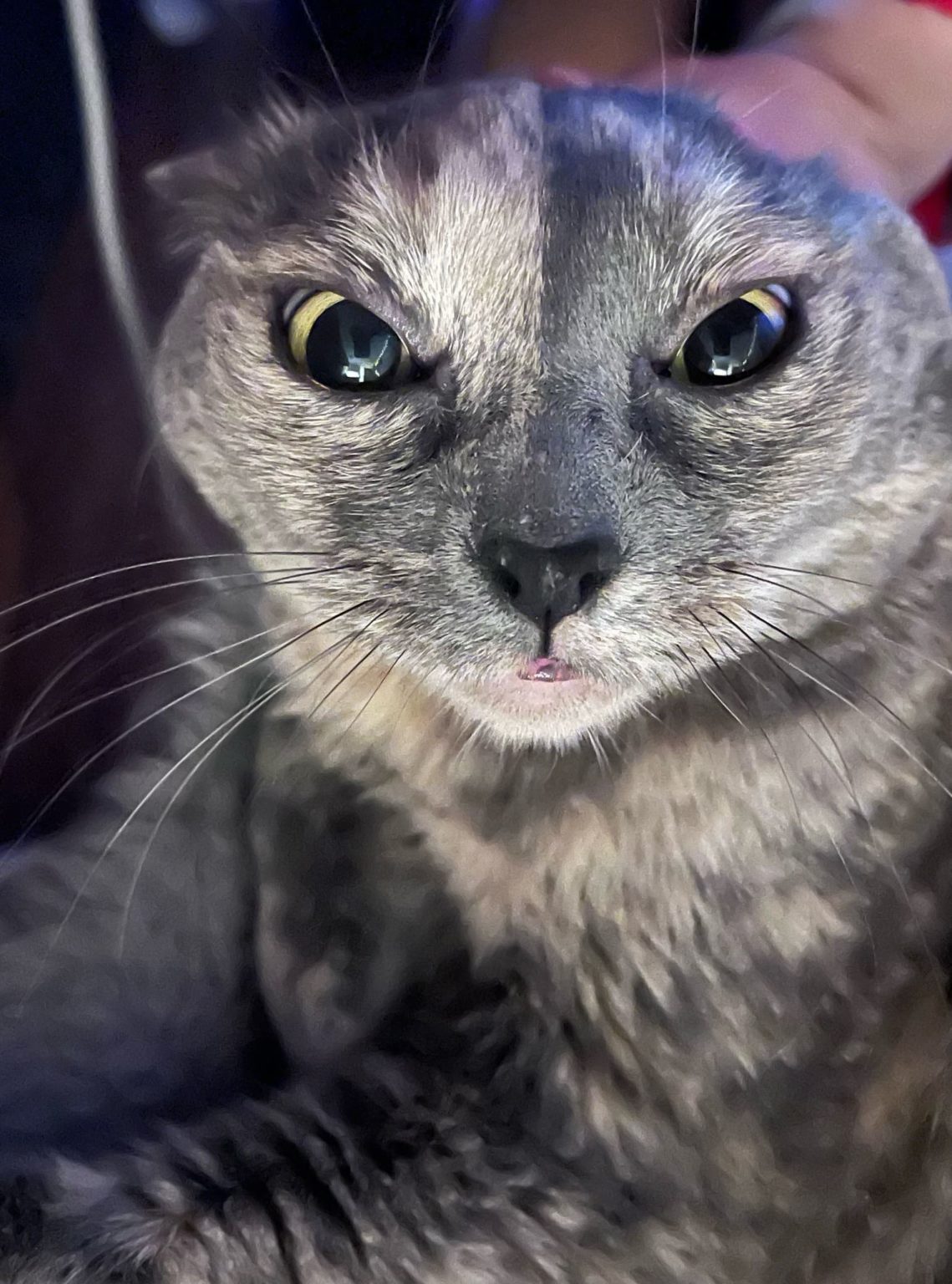 Fotos graciosas de gatos | Wonder-day.com