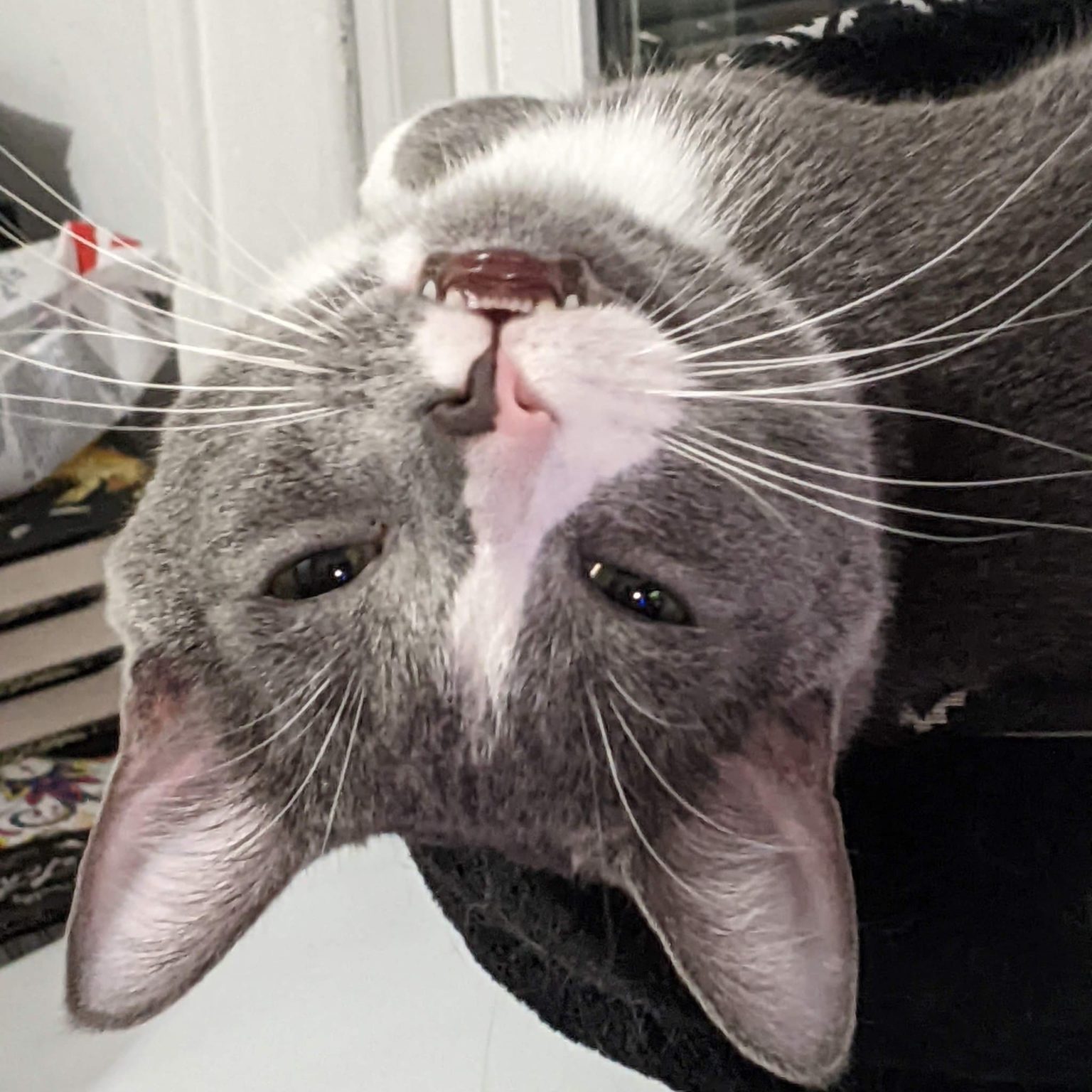 Immagini di gatti divertenti | Wonder-Day.com