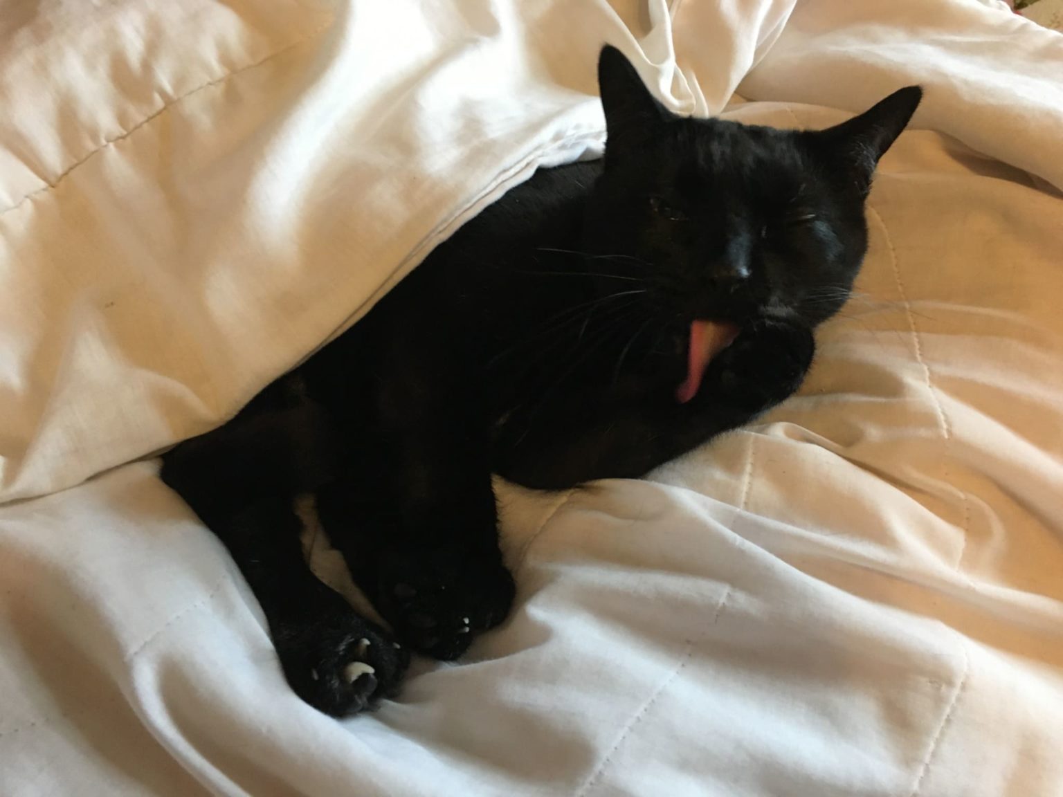 Immagini di gatti divertenti | Wonder-Day.com