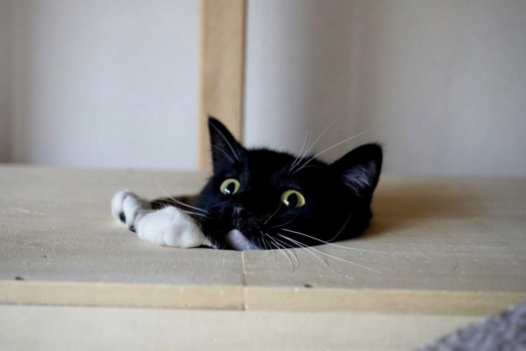 Fotos graciosas de gatos | Wonder-day.com