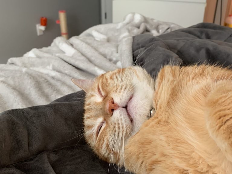 Fotos graciosas de gatos | Wonder-day.com