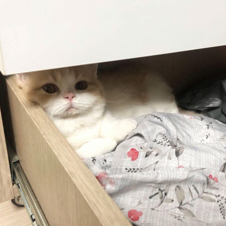 Fotos graciosas de gatos | Wonder-day.com