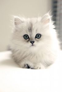 Chatons mignons (50 photos) | WONDER DAY — Coloriages pour enfants et ...