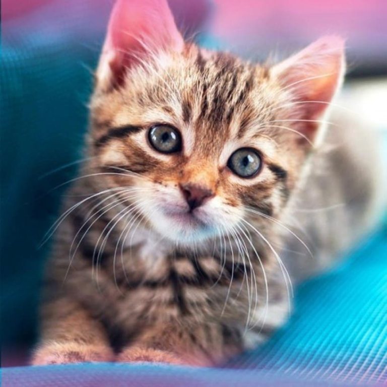 Very Cute Kitty Pictures (50 Photos) | WONDER DAY — Coloring pages for ...