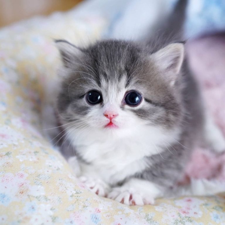 Very Cute Kitty Pictures (50 Photos) | WONDER DAY — Coloring pages for ...