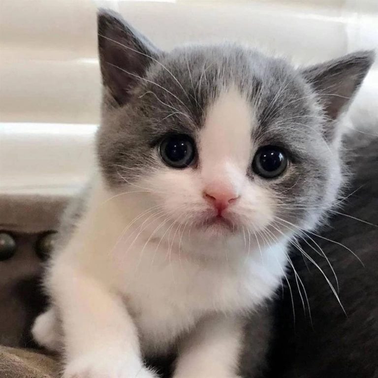 Very Cute Kitty Pictures (50 Photos) | WONDER DAY — Coloring pages for ...