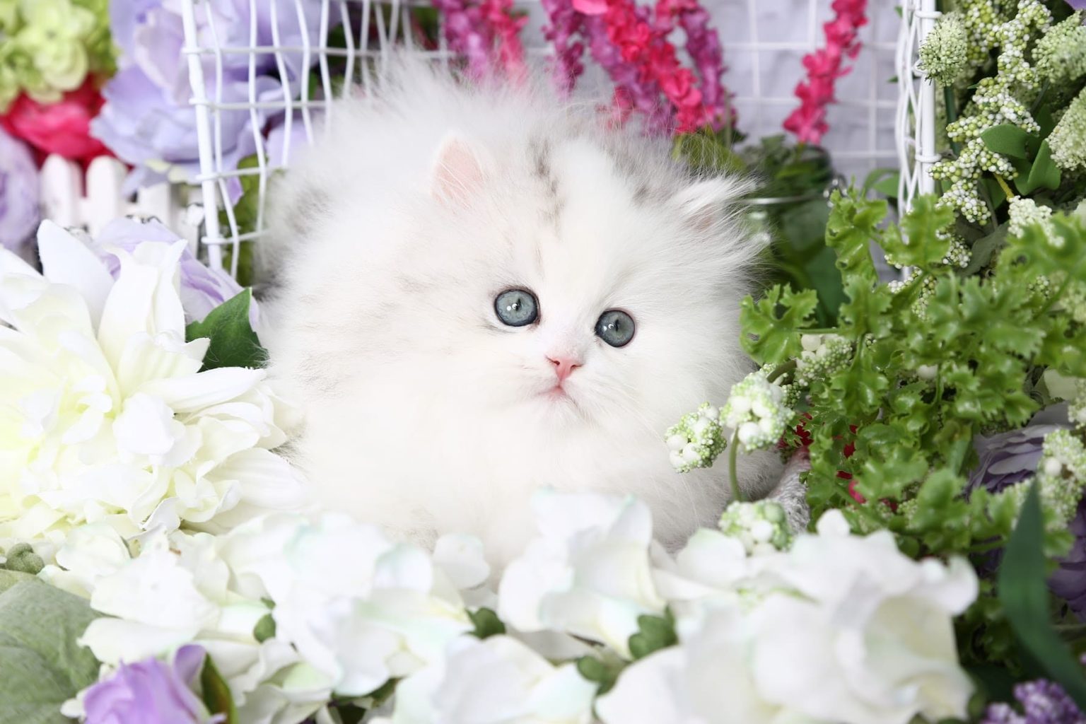 Very Cute Kitty Pictures (50 Photos) | WONDER DAY — Coloring pages for ...