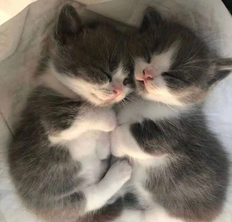 Chatons mignons (50 photos) | WONDER DAY — Coloriages pour enfants et ...