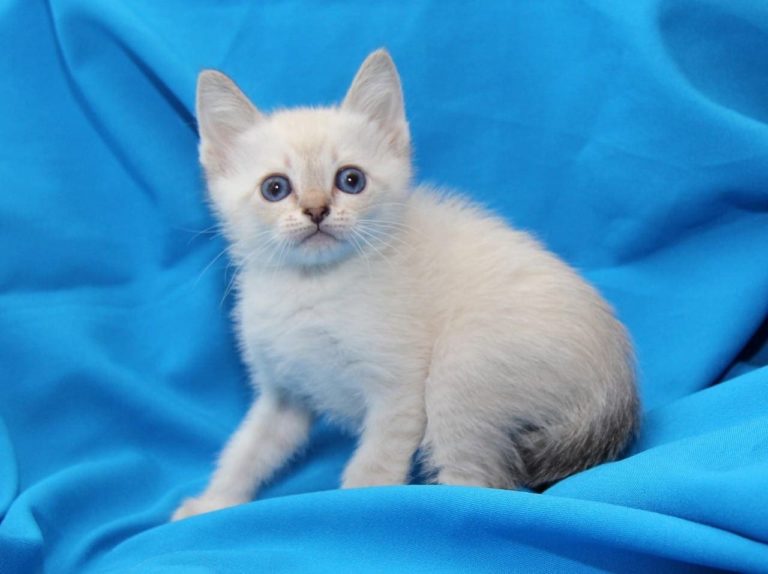 Very Cute Kitty Pictures (50 Photos) | WONDER DAY — Coloring pages for ...