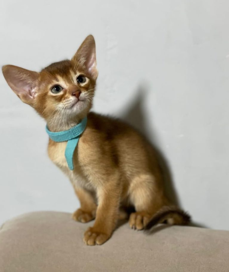 Chatons mignons (50 photos) | WONDER DAY — Coloriages pour enfants et ...