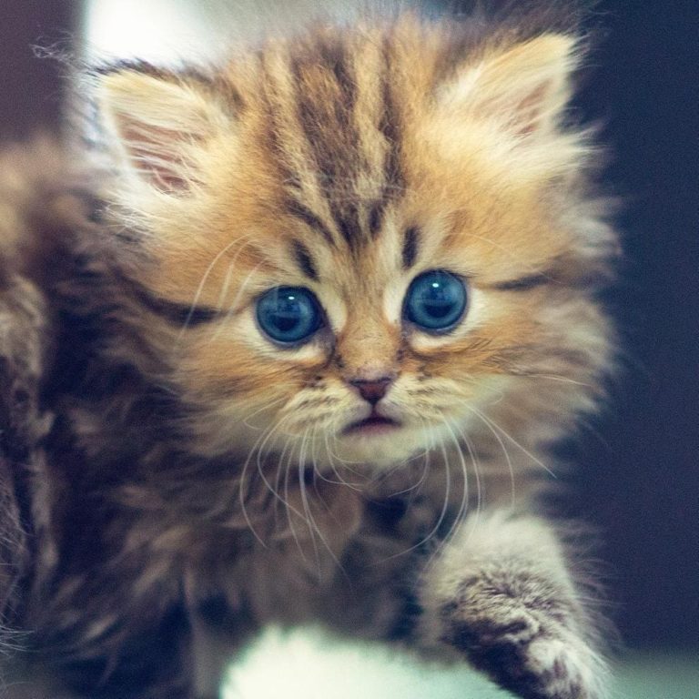 Chatons mignons (50 photos) | WONDER DAY — Coloriages pour enfants et ...