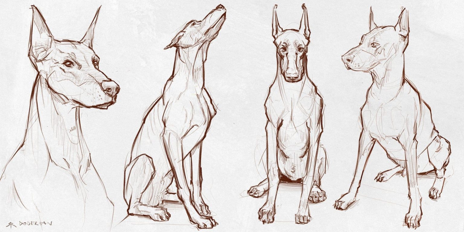 Easy Doberman Drawings (40 Images) | WONDER DAY — Coloring pages for ...