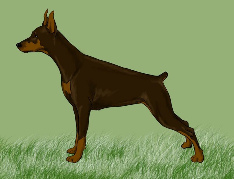 Easy Doberman Drawings (40 Images) | WONDER DAY — Coloring pages for ...