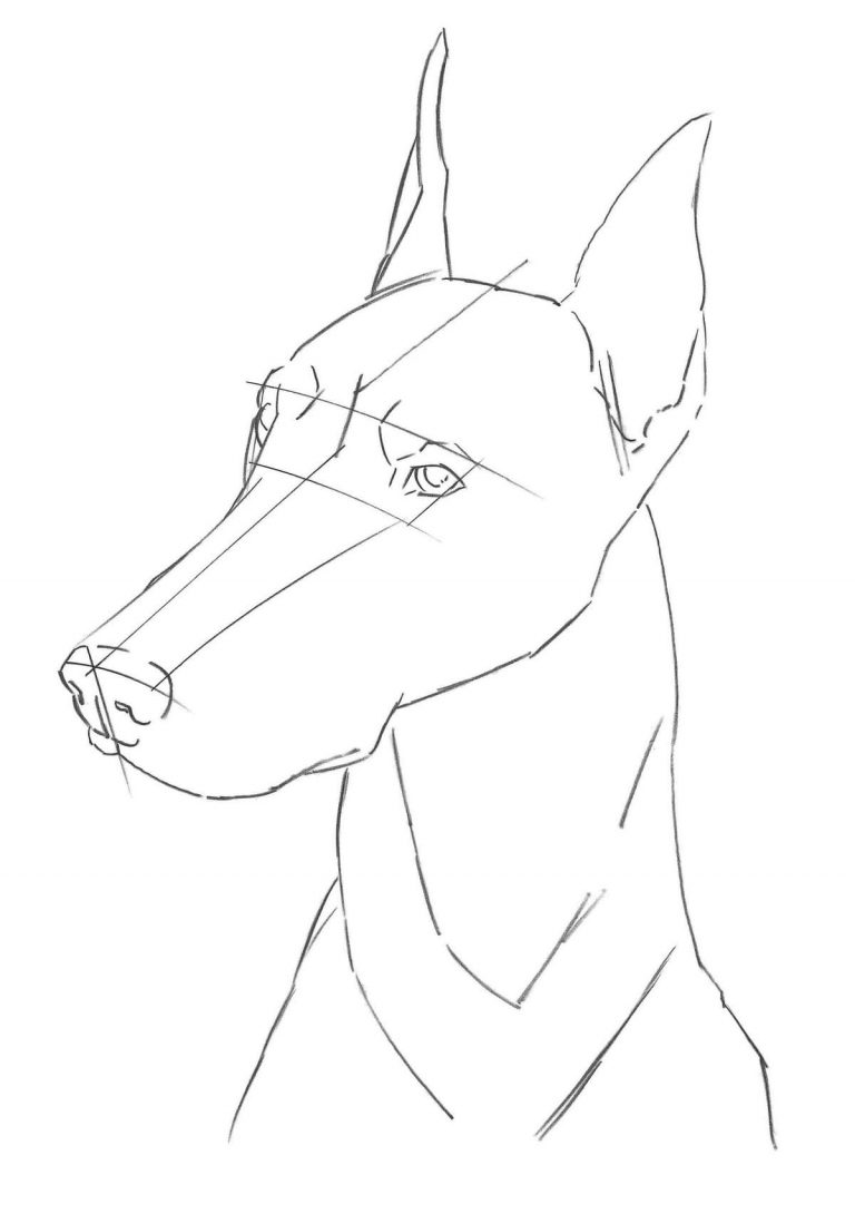 Easy Doberman Drawings (40 Images) | WONDER DAY — Coloring pages for ...