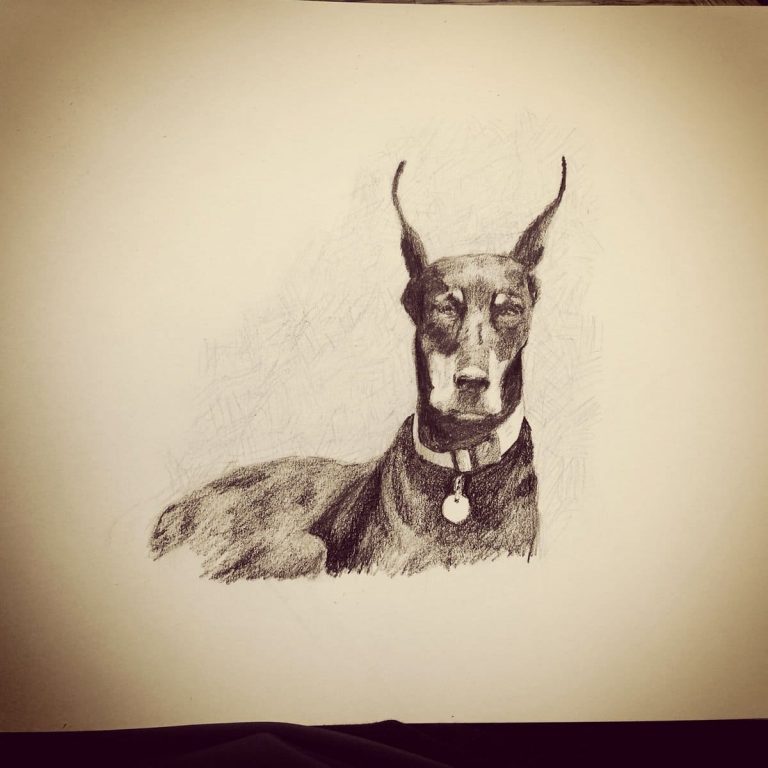 Easy Doberman Drawings (40 Images) | WONDER DAY — Coloring pages for ...