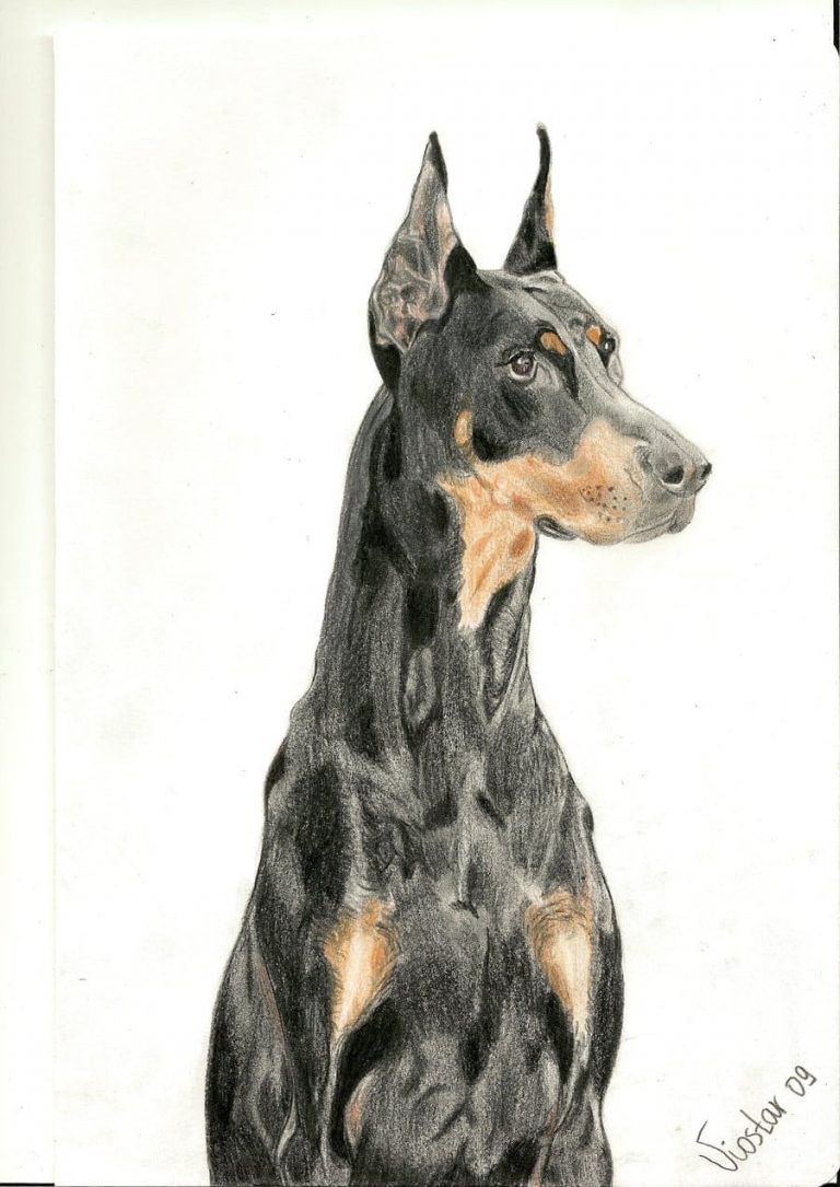 Easy Doberman Drawings (40 Images) | WONDER DAY — Coloring pages for ...