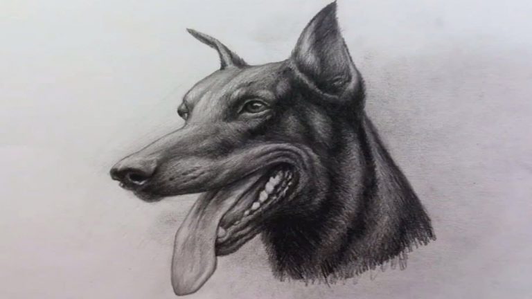 Easy Doberman Drawings (40 Images) | WONDER DAY — Coloring pages for ...