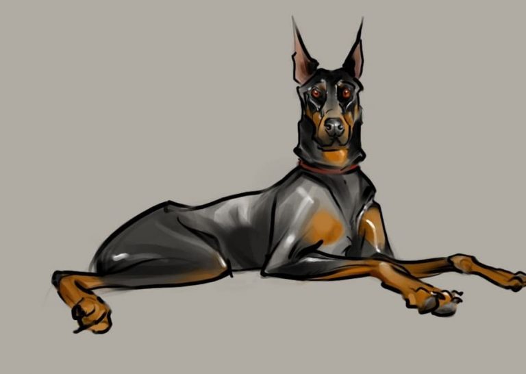 Easy Doberman Drawings (40 Images) | WONDER DAY — Coloring pages for ...