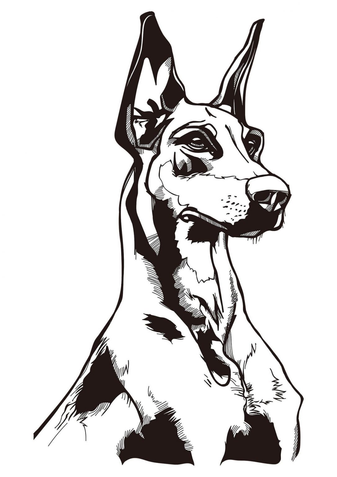 Easy Doberman Drawings (40 Images) | WONDER DAY — Coloring pages for ...
