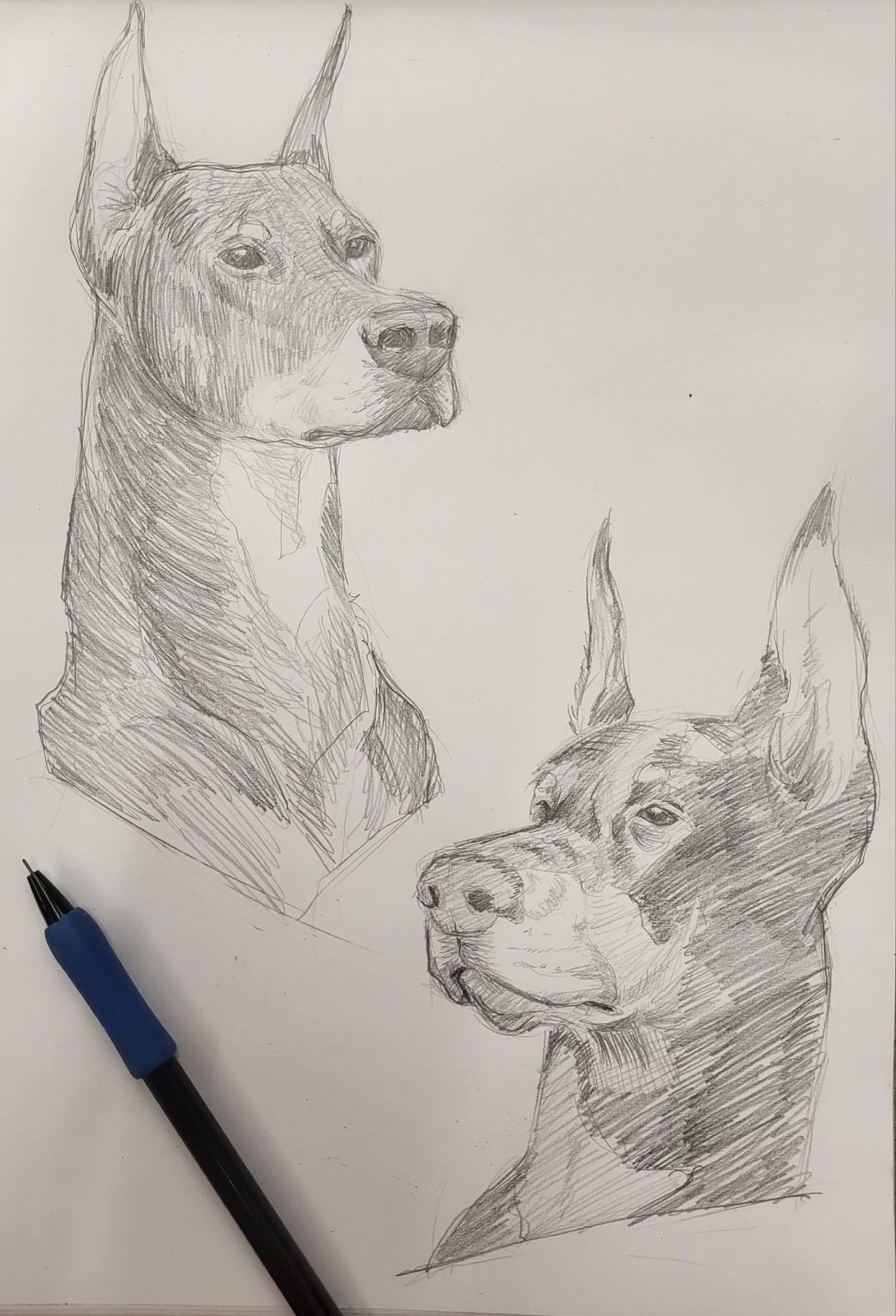 Easy Doberman Drawings (40 Images) | WONDER DAY — Coloring pages for ...