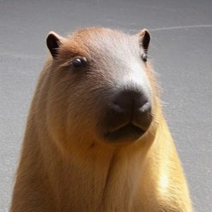 Capybara Avatar | WONDER DAY — Coloring pages for children and adults