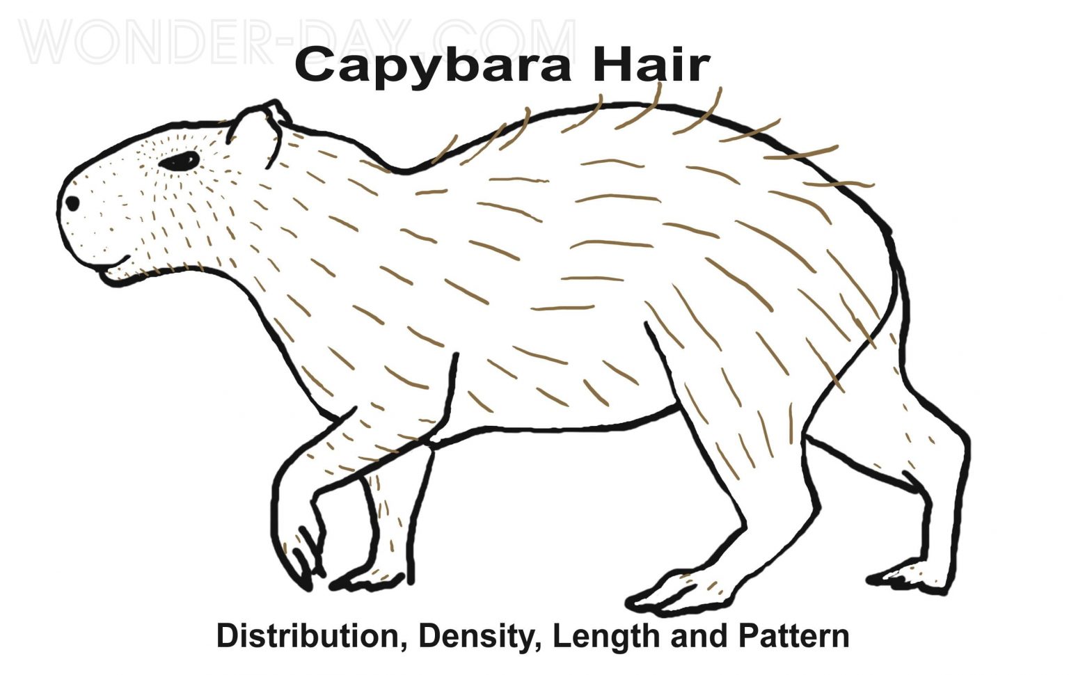 Capybara coloring pages | 30 Images for coloring