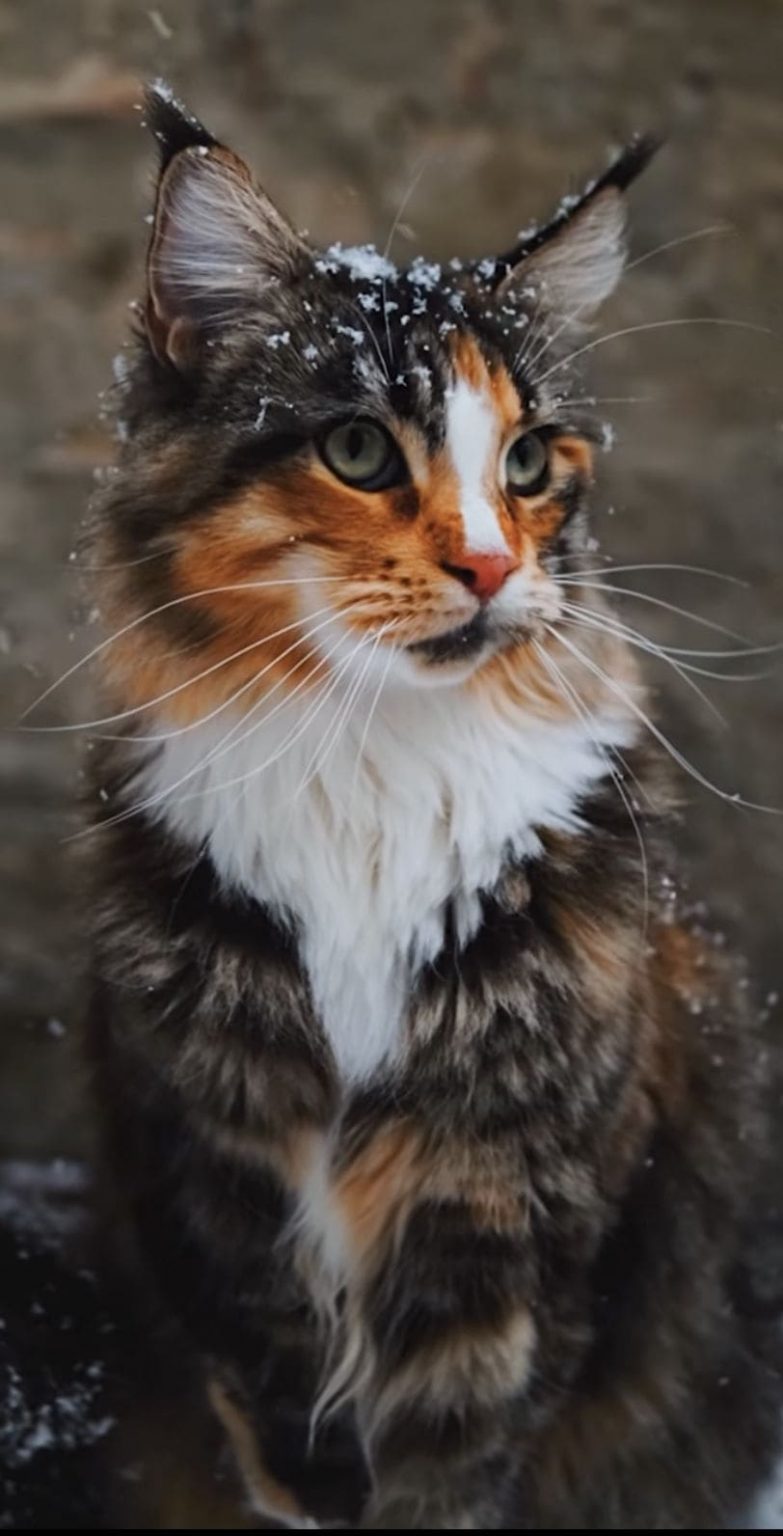 Cats Phone Wallpapers | WONDER DAY